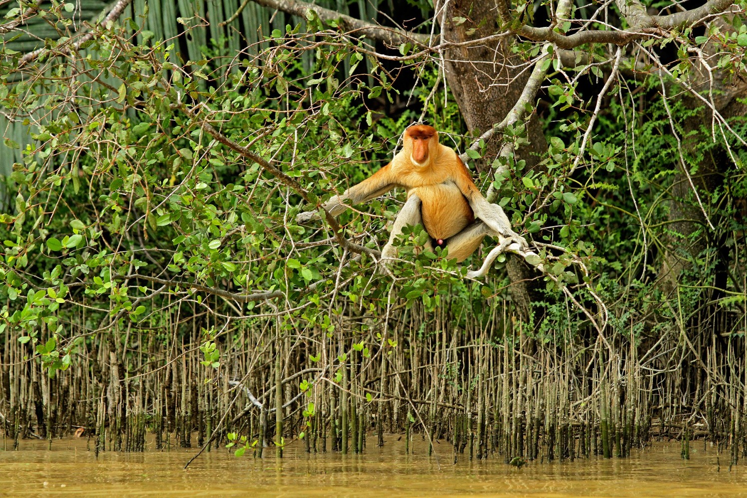 Exploring Sabah's Kinabatangan River - Aeropolis